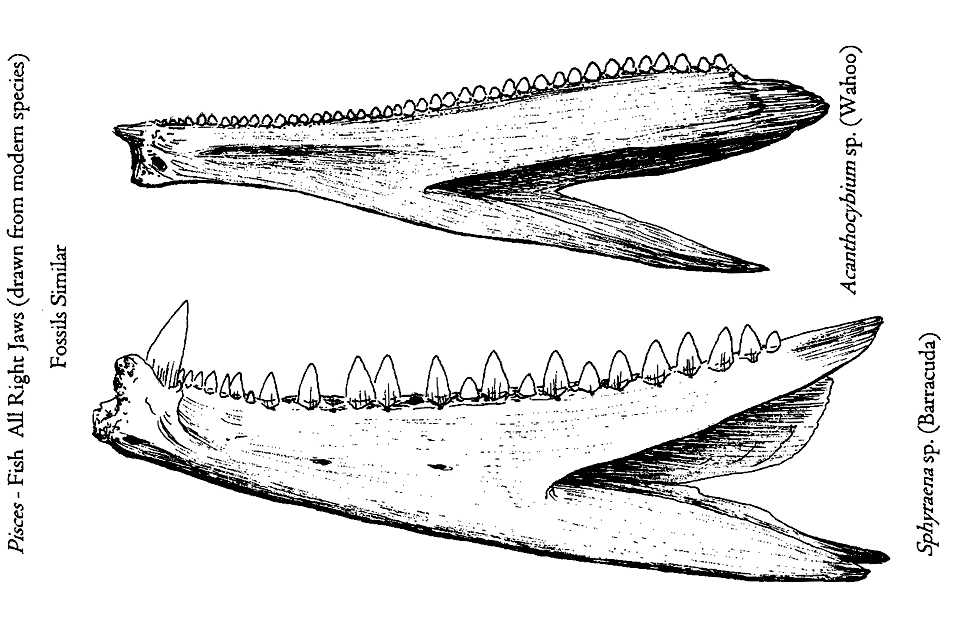 Fish teeth? Whale teeth? - Fossil ID - The Fossil Forum