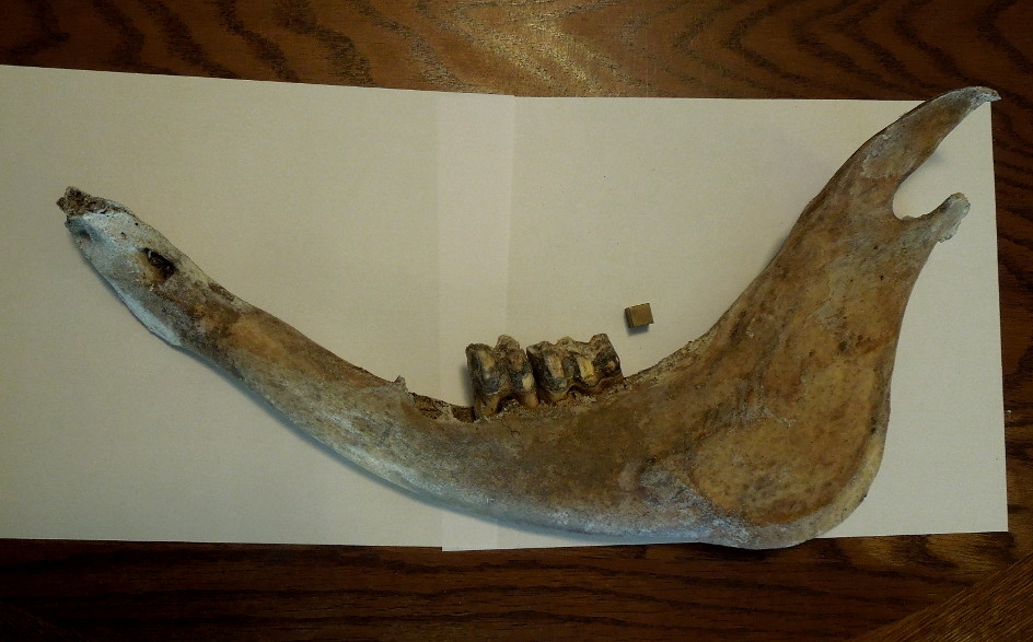 Big Jaw Bone with Teeth - Fossil ID - The Fossil Forum