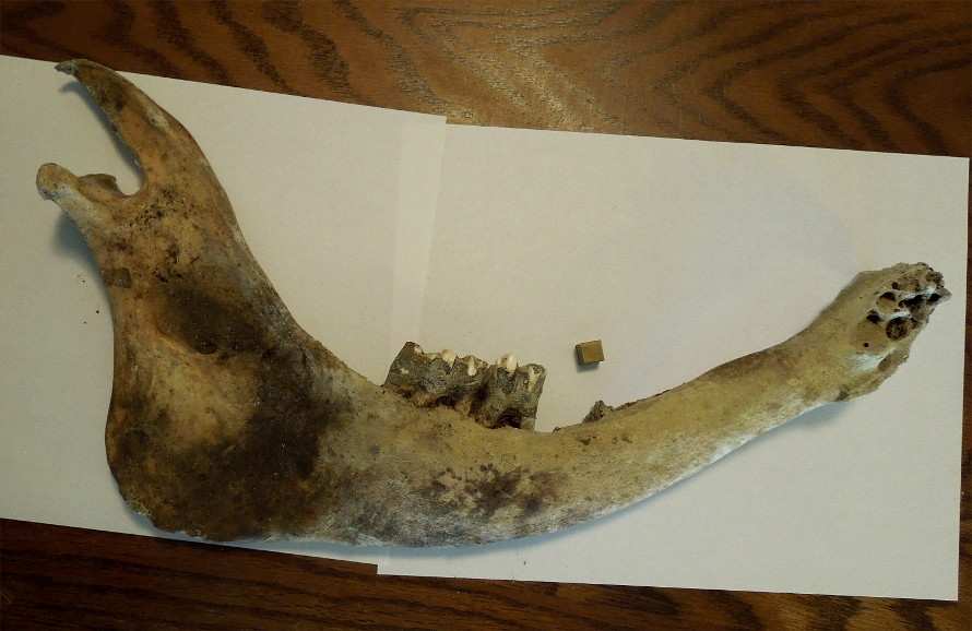 Big Jaw Bone with Teeth - Fossil ID - The Fossil Forum