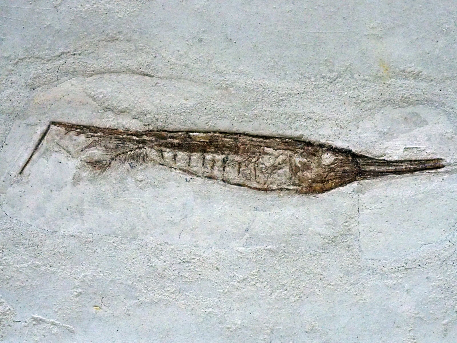 Aeoliscus strigatus - Member Collections - The Fossil Forum