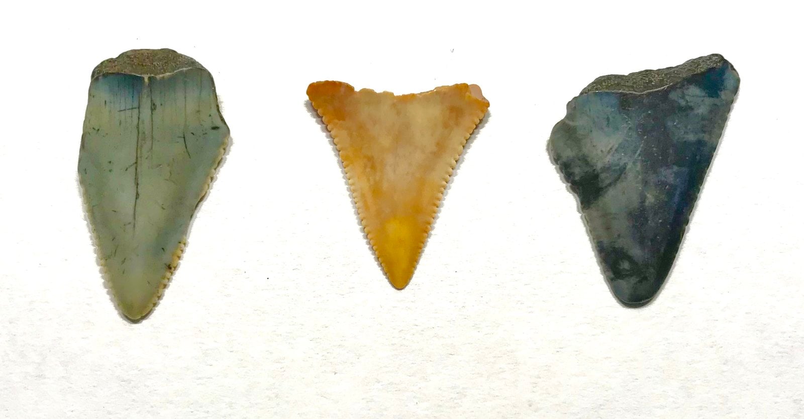 Ancient Great White Shark - Sharks, Rays and Skates - The Fossil Forum