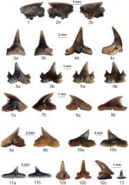 Hemigaleidae Teeth? - Fossil ID - The Fossil Forum