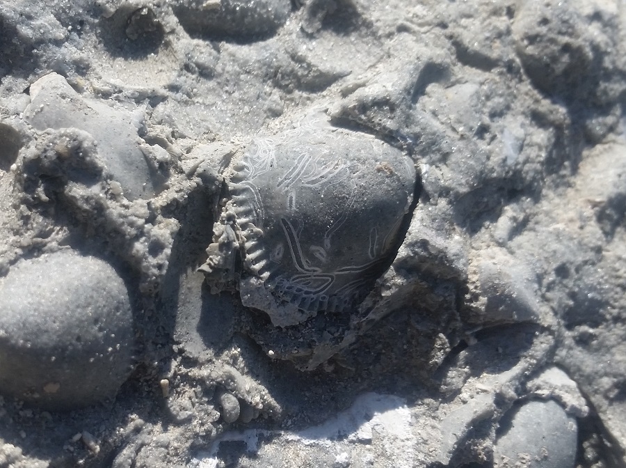 Strange Steinkern - Fossil ID - The Fossil Forum