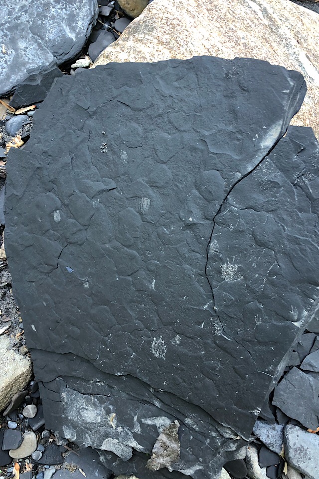 Rediscovering New York: Triarthrus - Fossil Hunting Trips - The Fossil ...