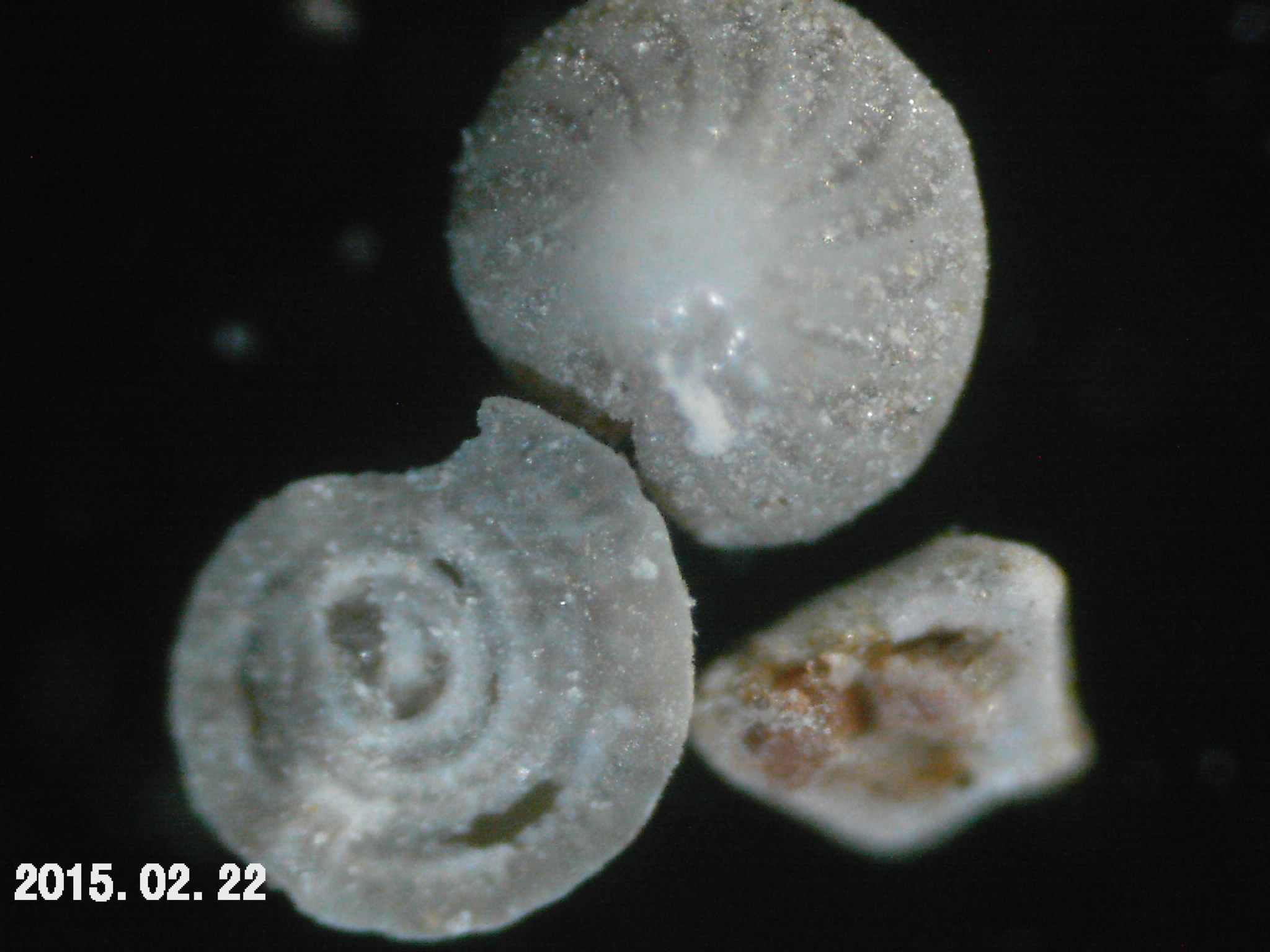 More cool microfossils - Micro-paleontology - The Fossil Forum