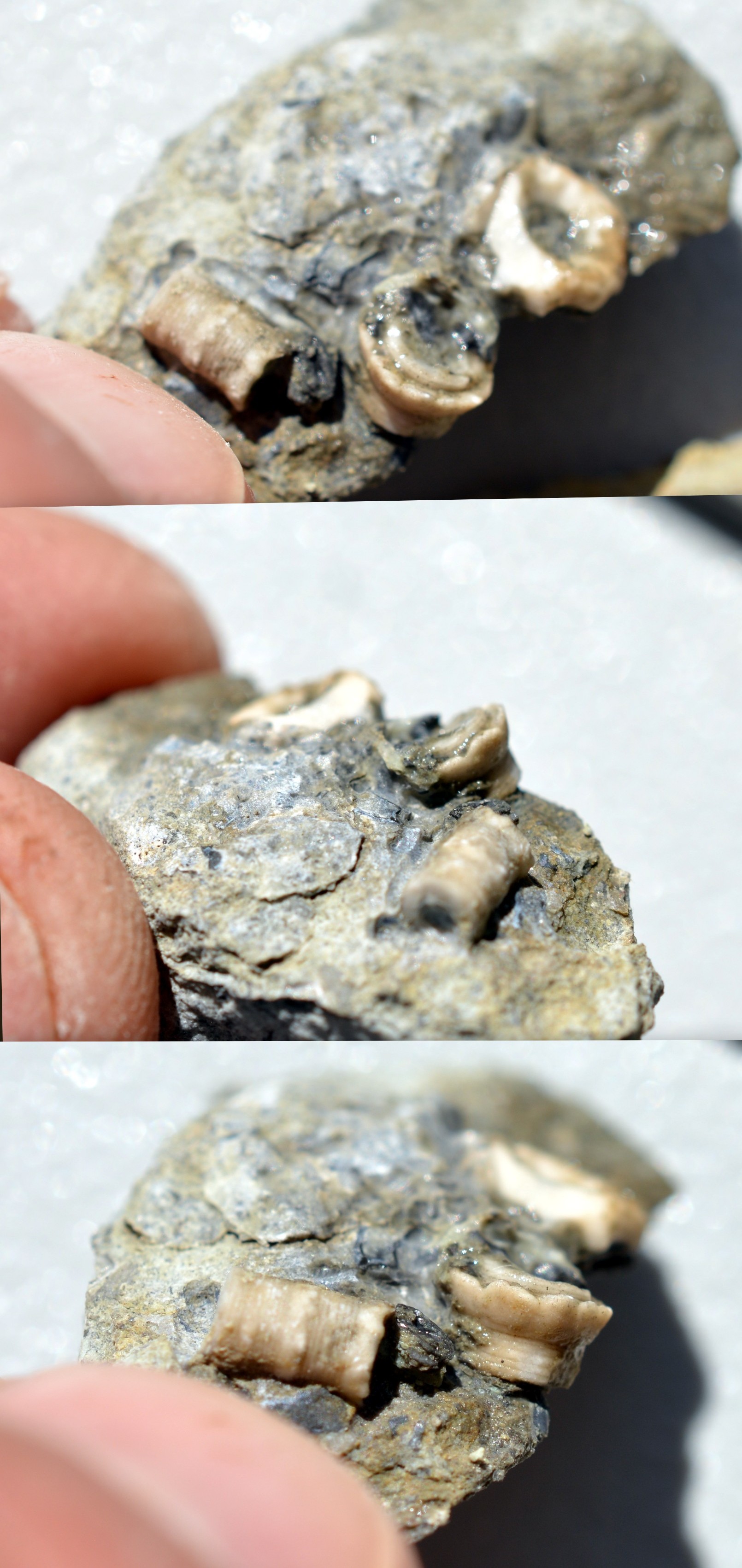 Crinoid cup or not??? - Fossil ID - The Fossil Forum