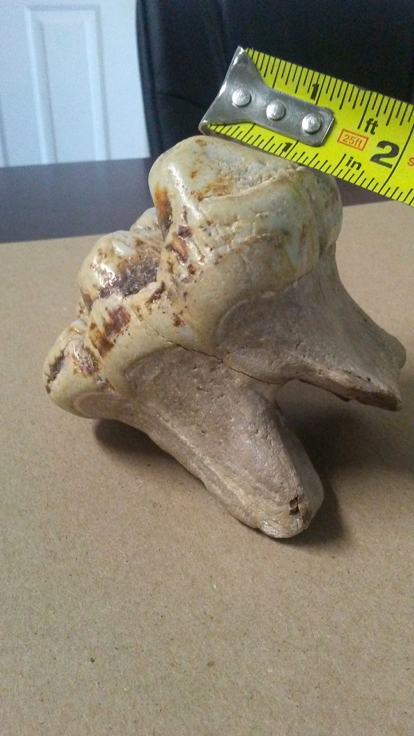Tooth Identification Help - Fossil ID - The Fossil Forum