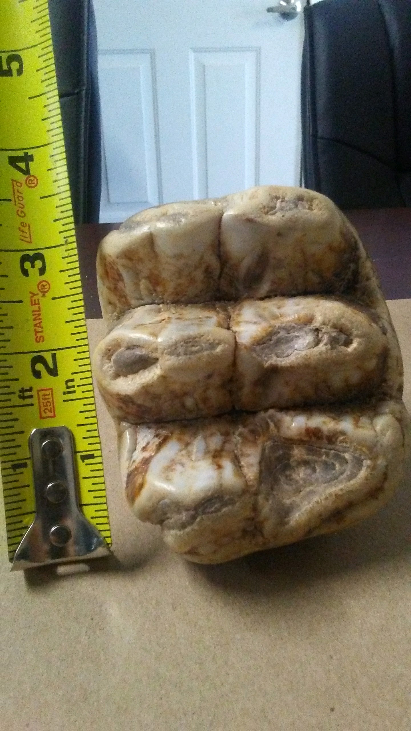 Tooth Identification Help - Fossil ID - The Fossil Forum