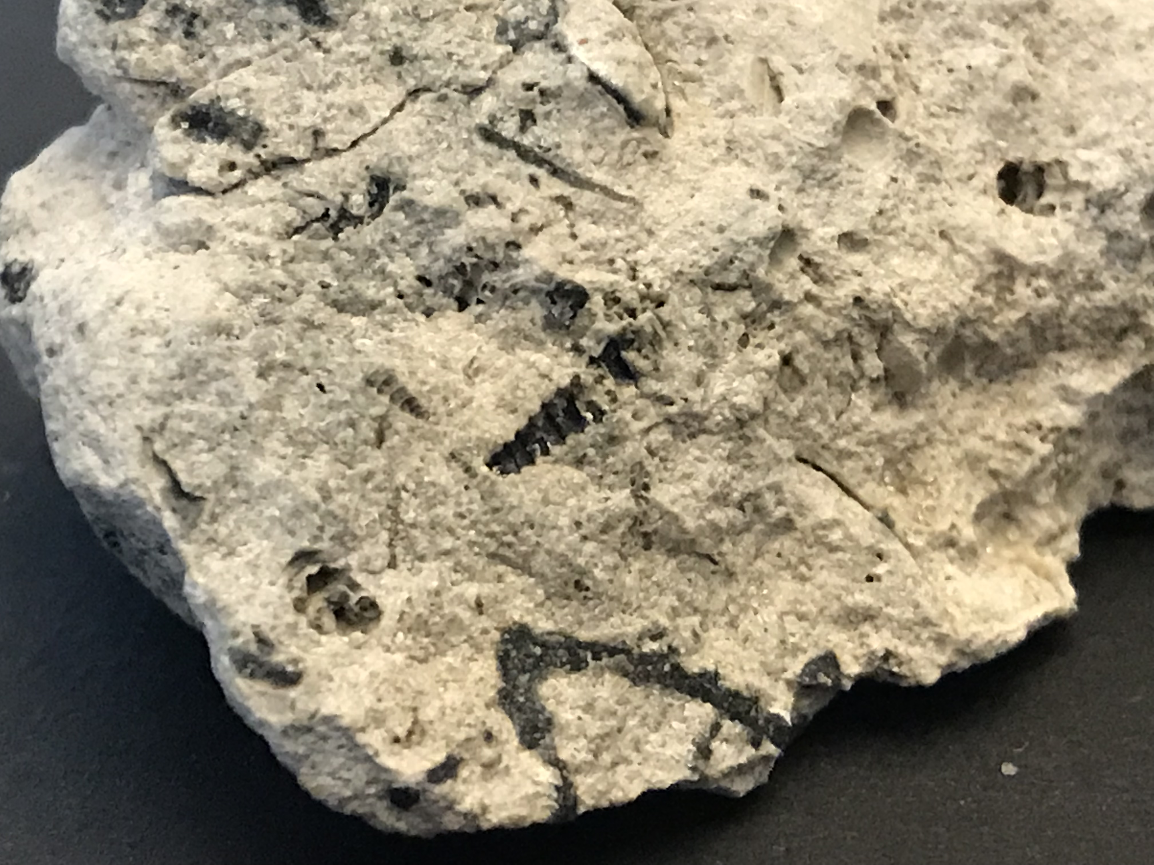 Rock found along beach in Florida-fossils? - Fossil ID - The Fossil Forum