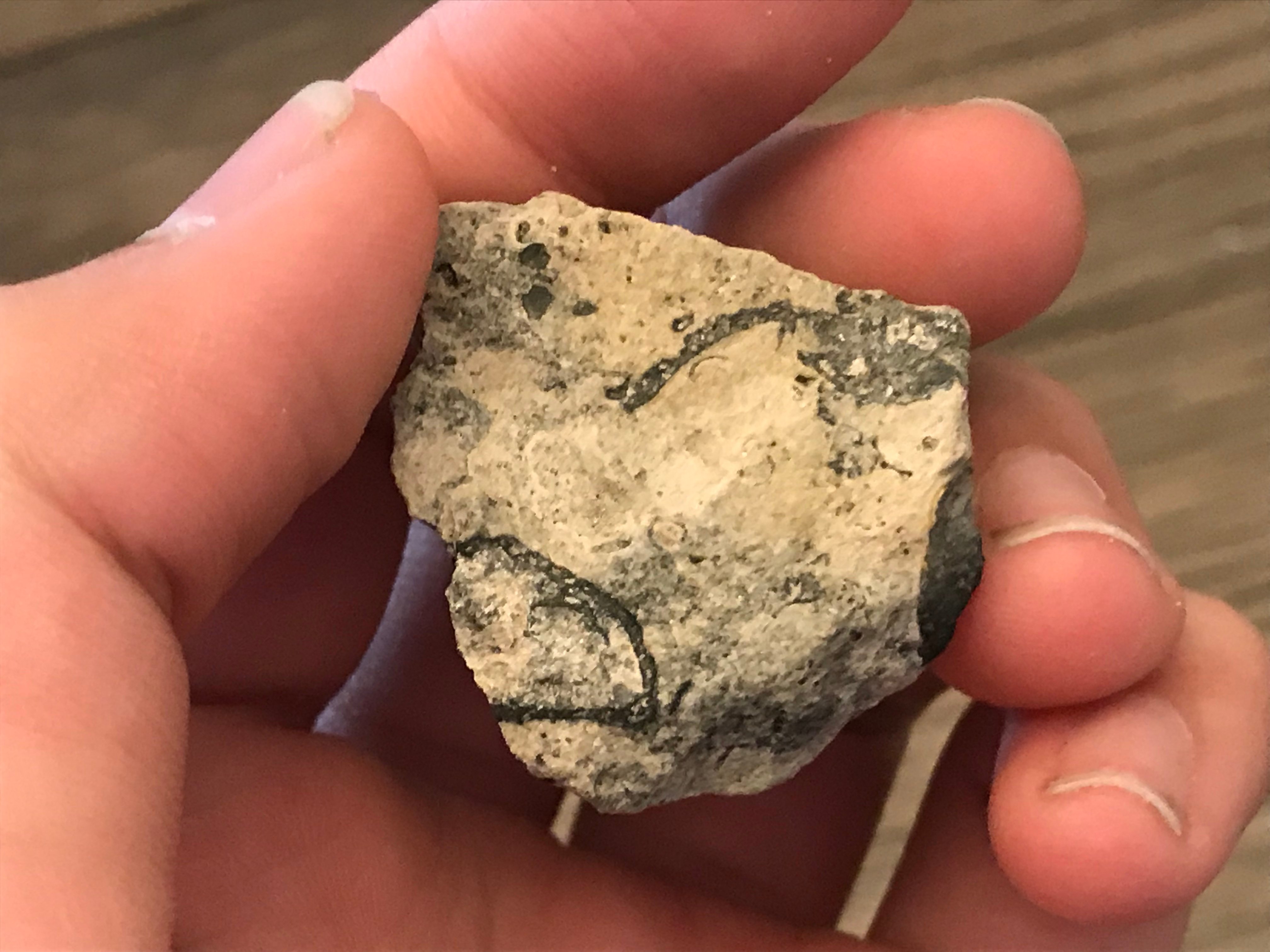 Rock found along beach in Florida-fossils? - Fossil ID - The Fossil Forum