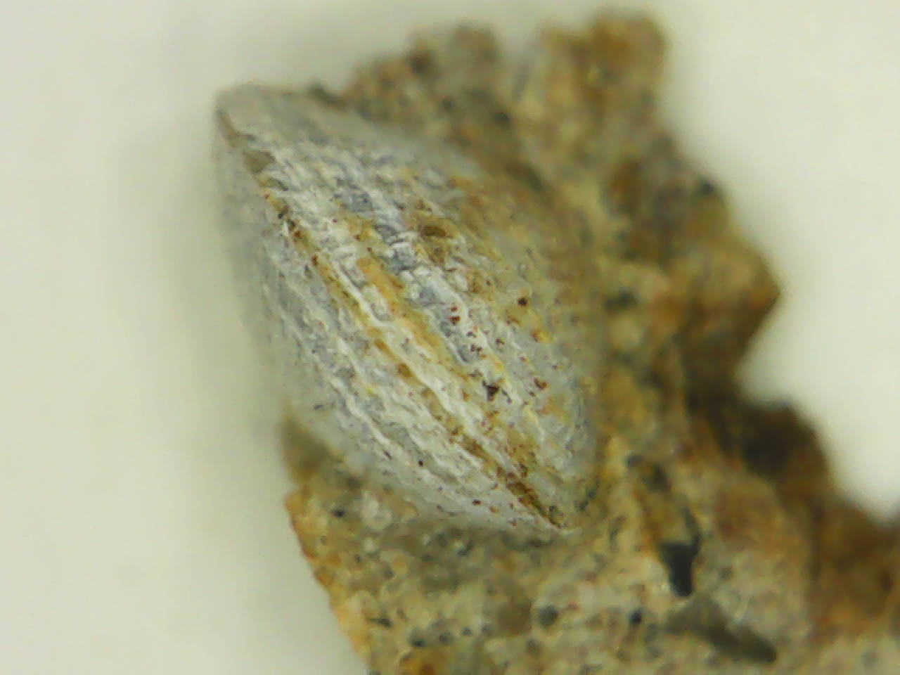 Cool microfossils - Micro-paleontology - The Fossil Forum