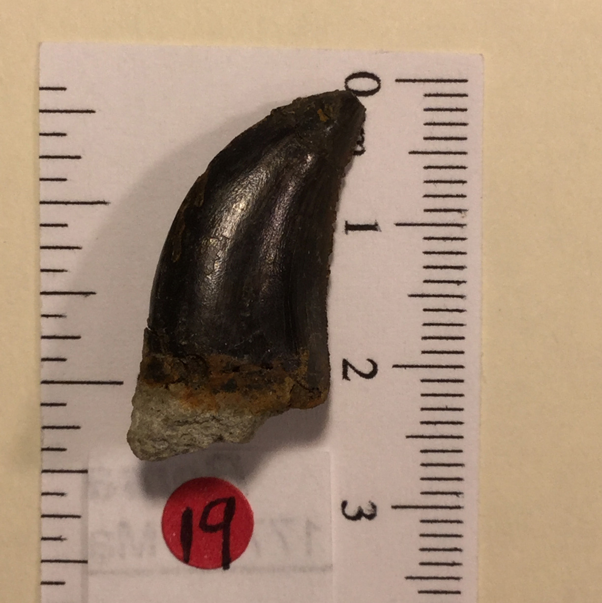 Morrison ceolurosaur teeth - Fossil ID - The Fossil Forum