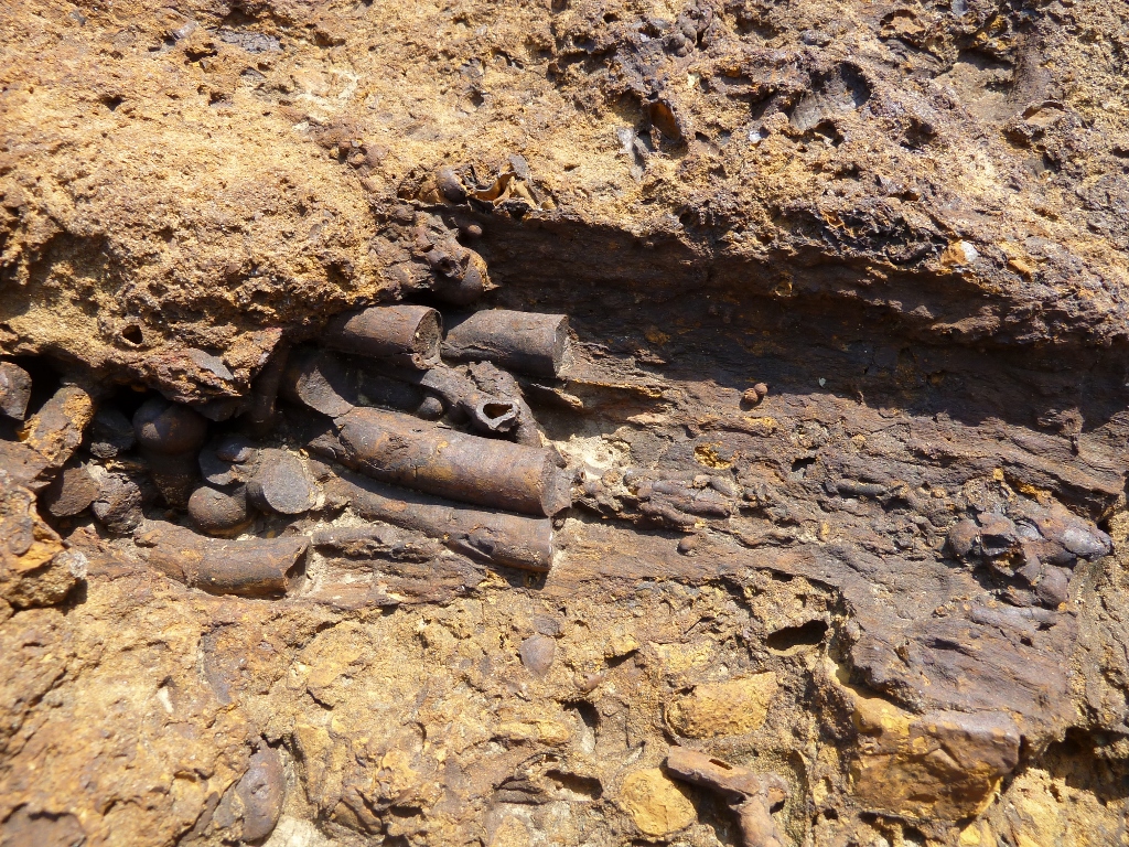 Cretaceous cylinders from OK - Fossil ID - The Fossil Forum