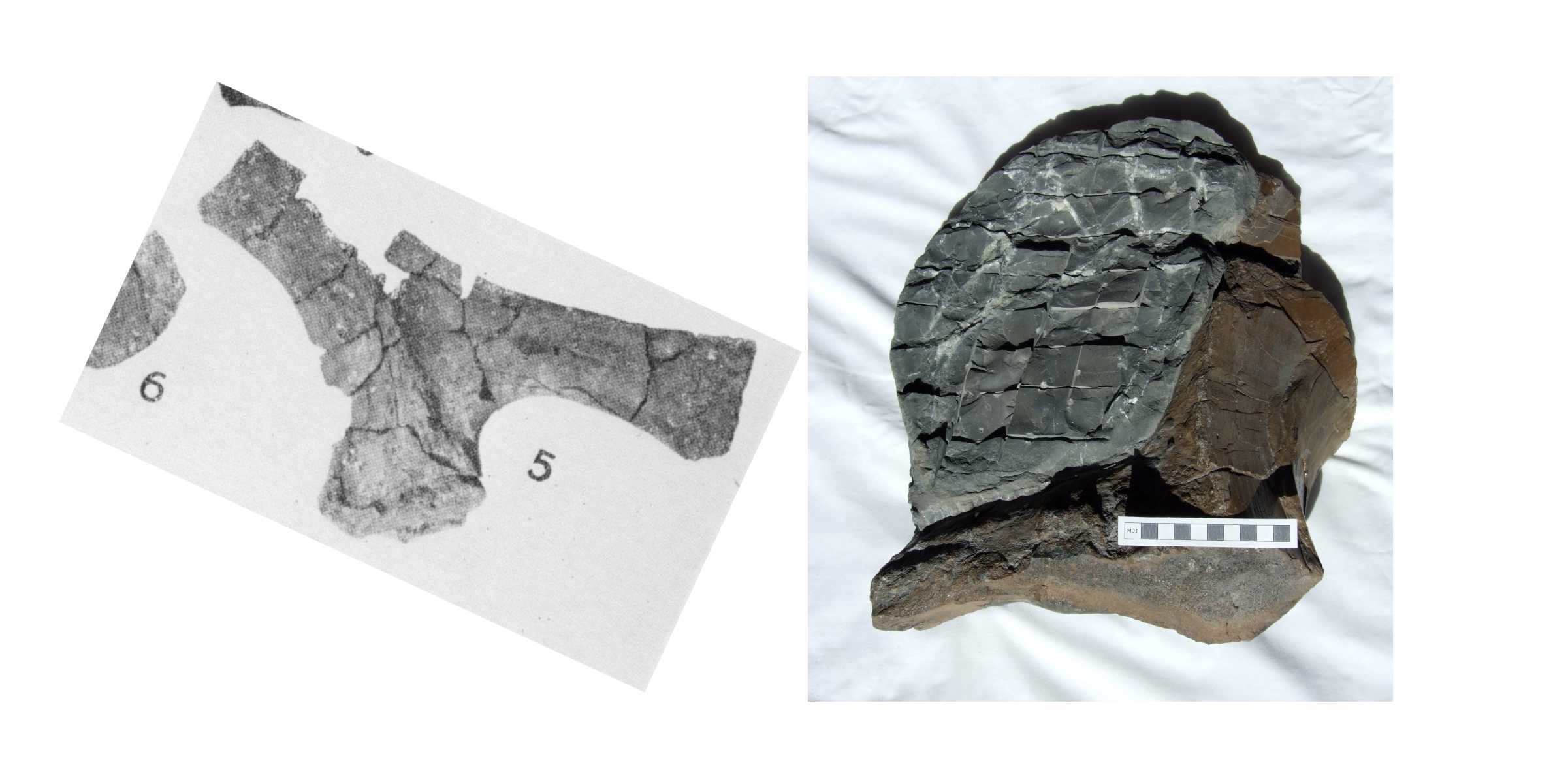 British Theropod Bone? - Fossil ID - The Fossil Forum