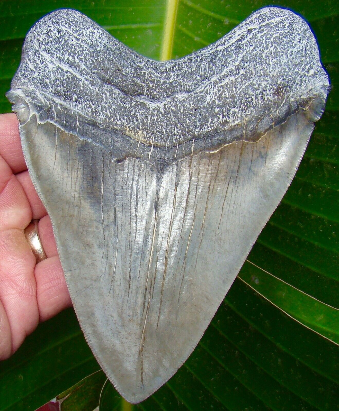 Real Or Fake Megalodon Tooth? - Is It Real? How to Recognize Fossil ...
