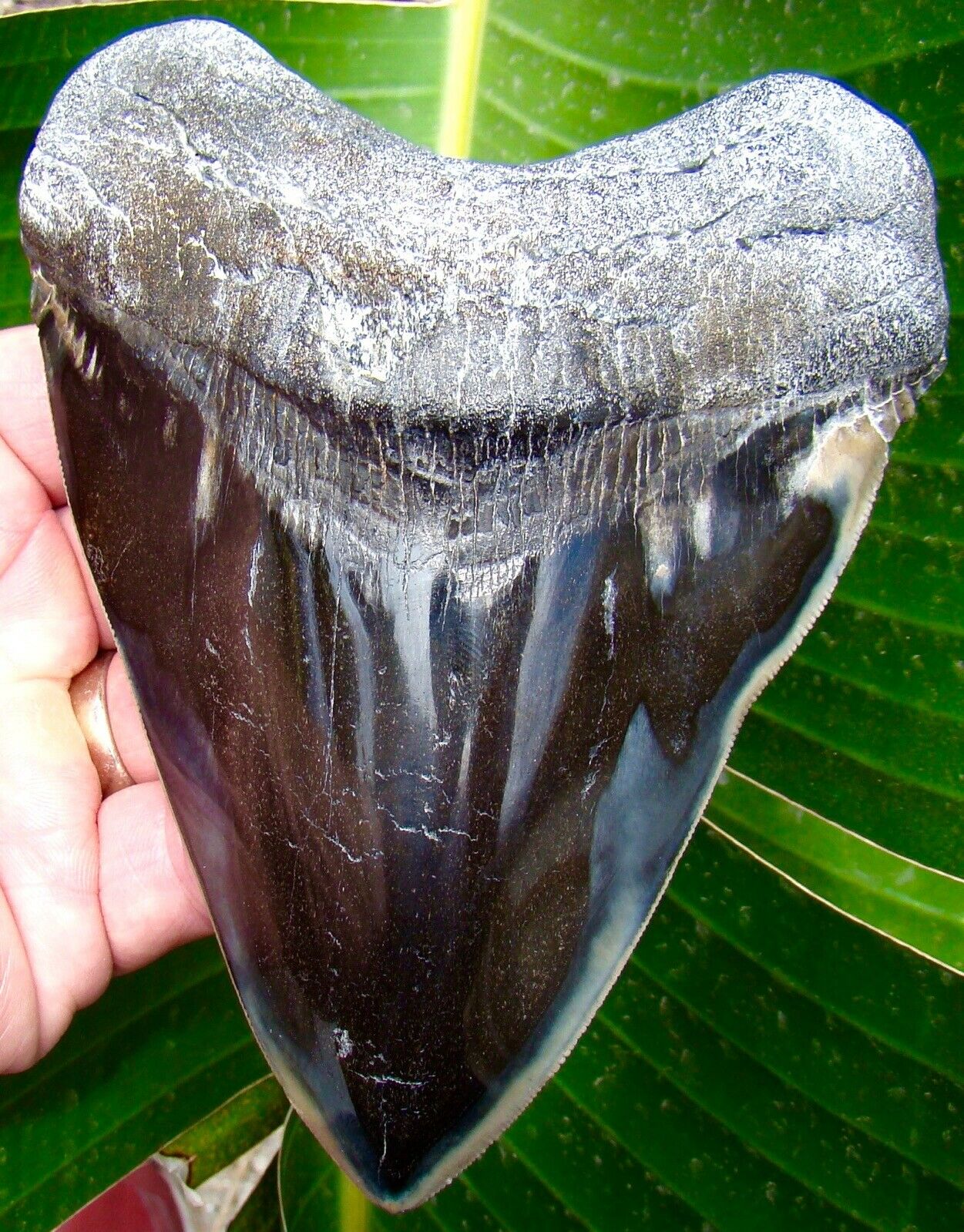 Real Or Fake Megalodon Tooth? - Is It Real? How to Recognize Fossil ...