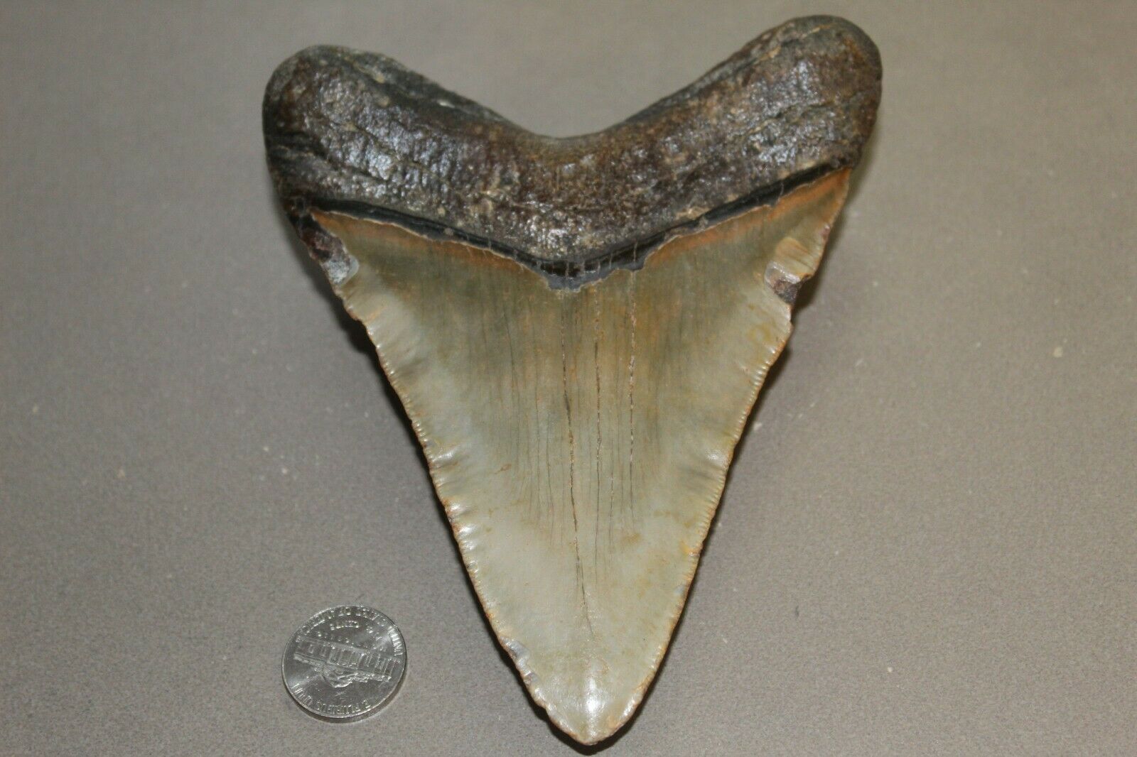 Real Or Fake Megalodon Tooth? - Is It Real? How to Recognize Fossil ...