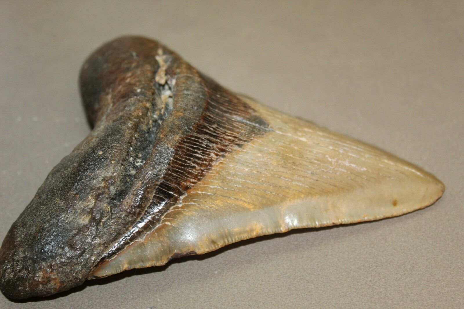 Real Or Fake Megalodon Tooth? - Is It Real? How to Recognize Fossil ...