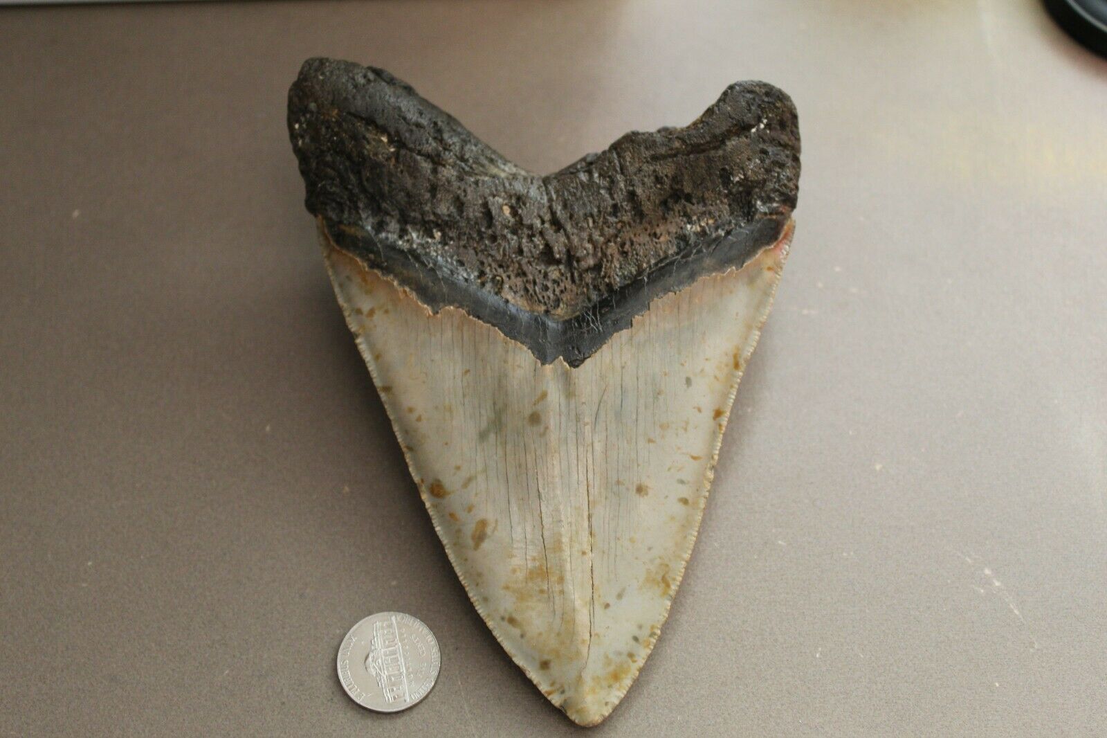 Real Or Fake Megalodon Tooth? - Is It Real? How to Recognize Fossil ...