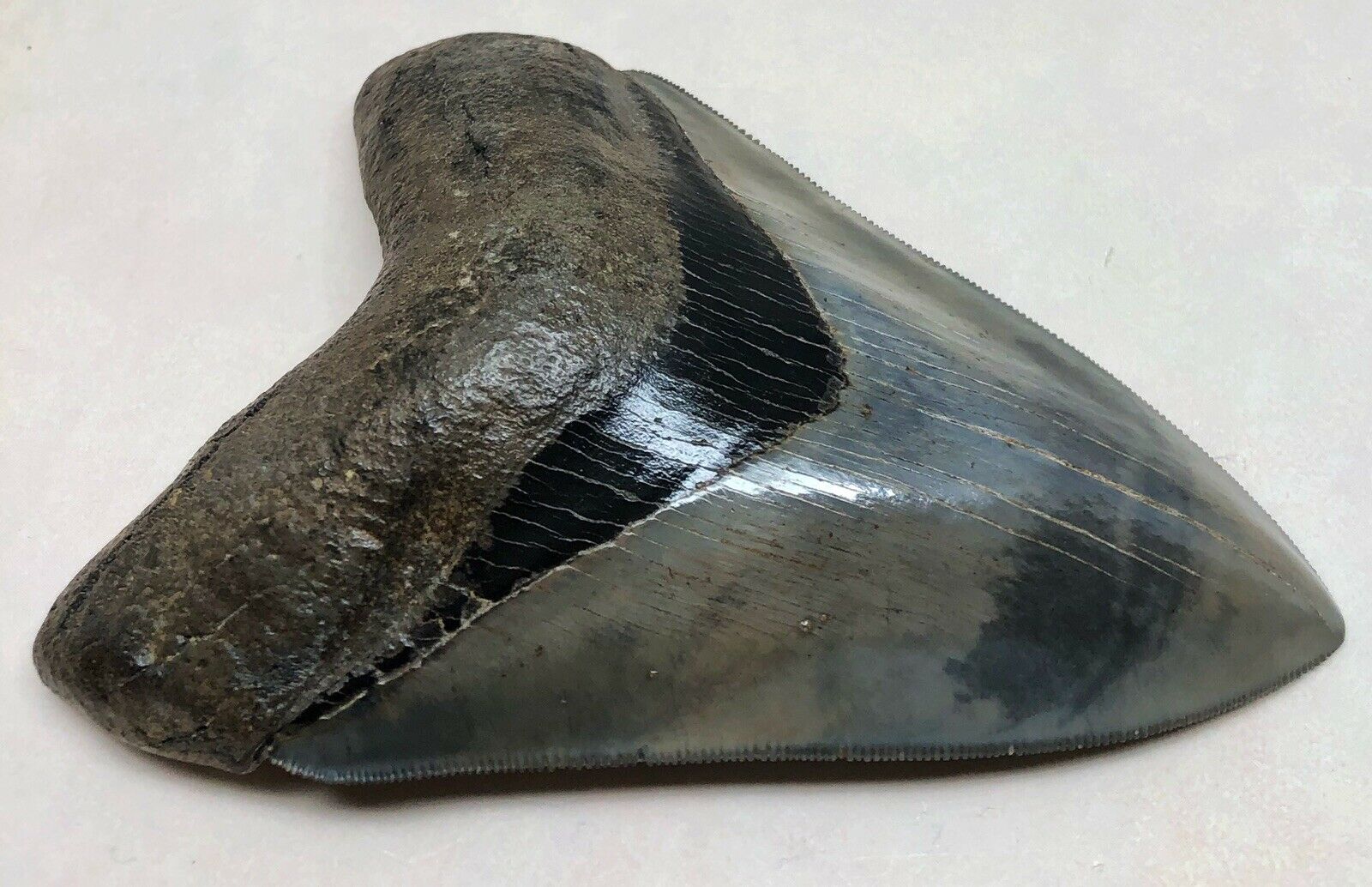 Real Or Fake Megalodon Tooth? - Is It Real? How to Recognize Fossil ...