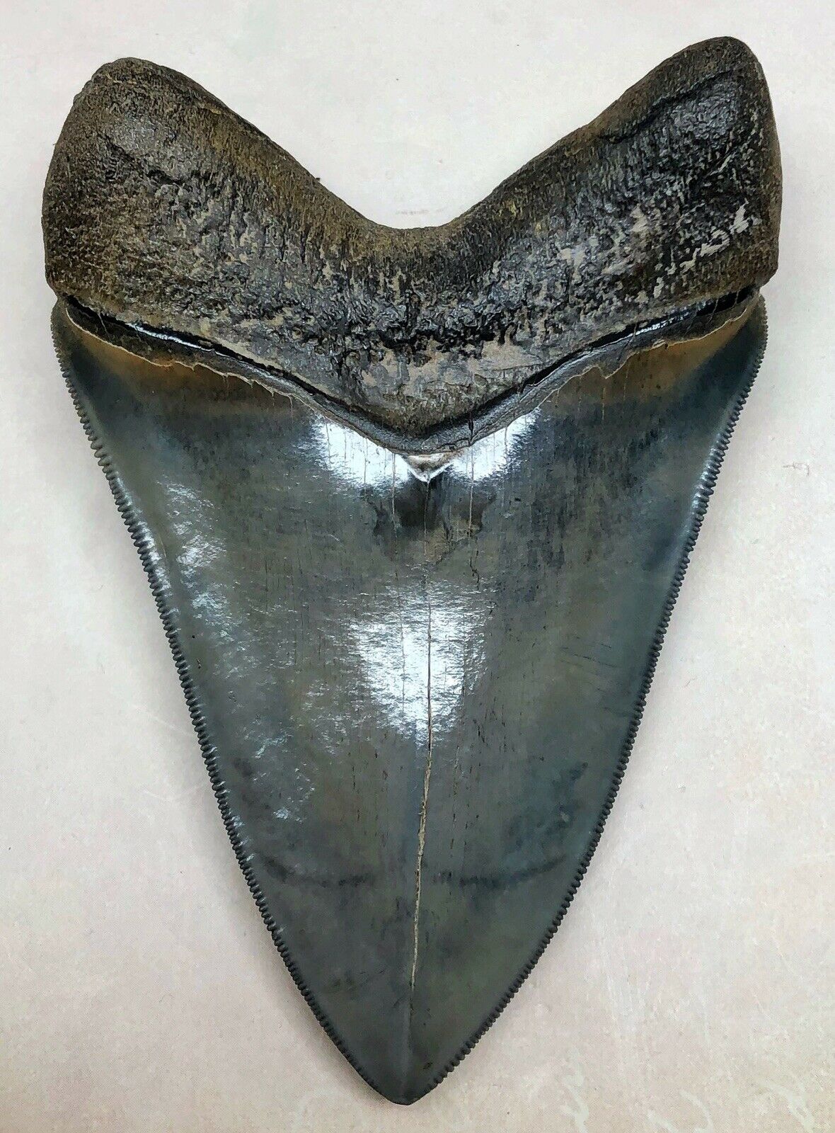 Real Or Fake Megalodon Tooth? - Is It Real? How to Recognize Fossil ...