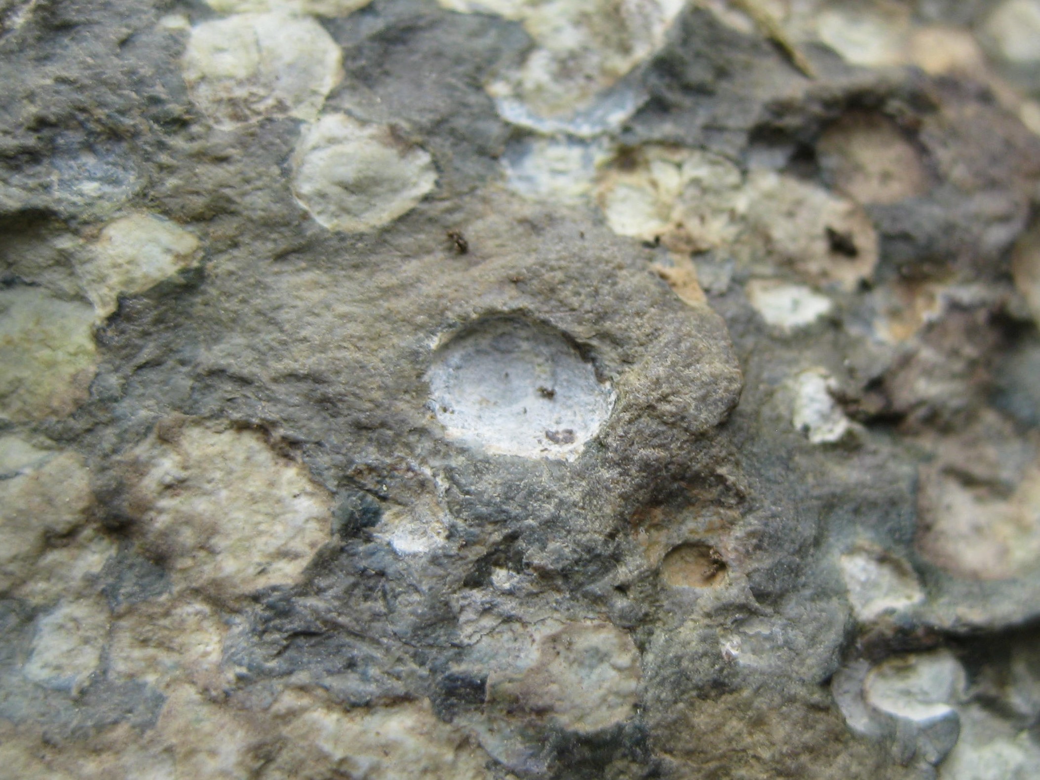 Red algae ? - Fossil ID - The Fossil Forum