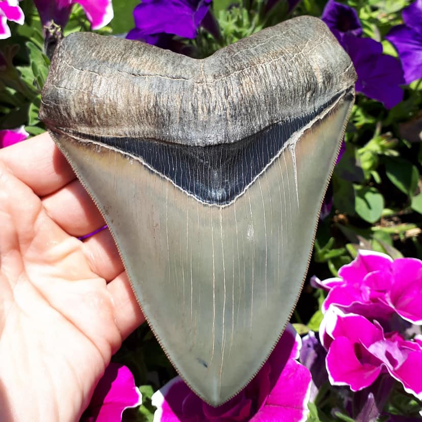 Real Or Fake Megalodon Tooth? - Is It Real? How to Recognize Fossil ...
