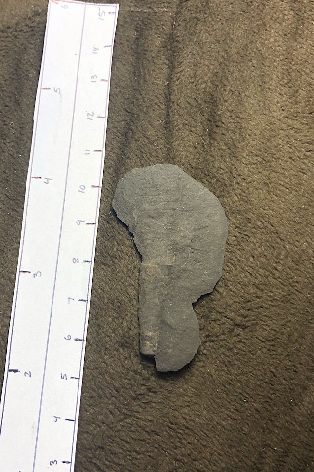Rediscovering New York: Triarthrus - Fossil Hunting Trips - The Fossil ...