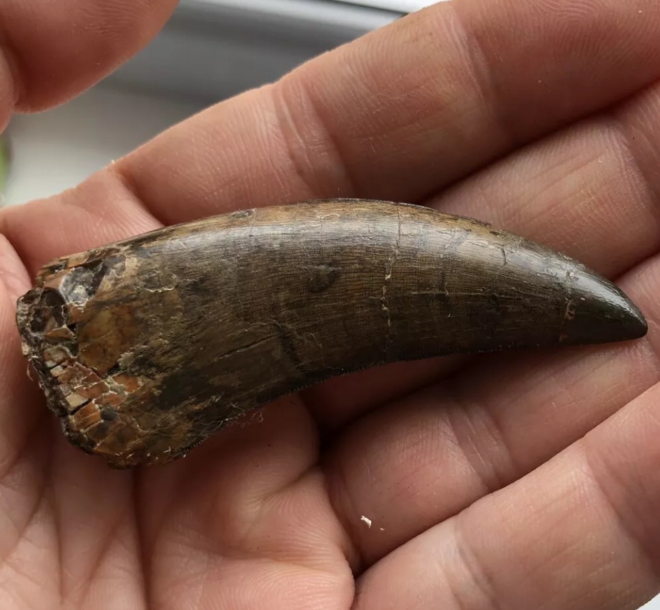 Texas Tyrannosaurus rex tooth - Is It Real? How to Recognize Fossil ...