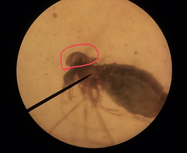 Blood Engorged Bug in Burmese Amber - General Fossil Discussion - The ...