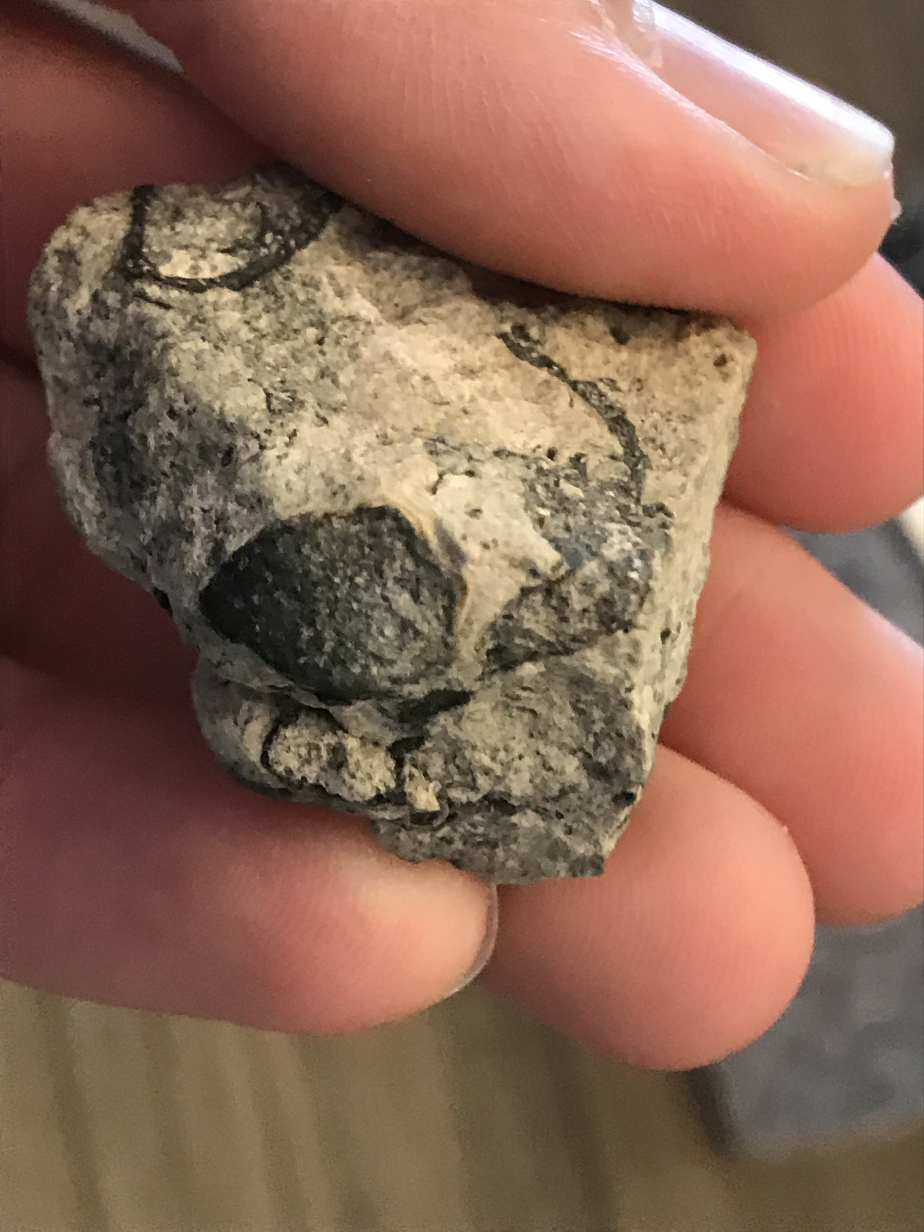Rock found along beach in Florida-fossils? - Fossil ID - The Fossil Forum
