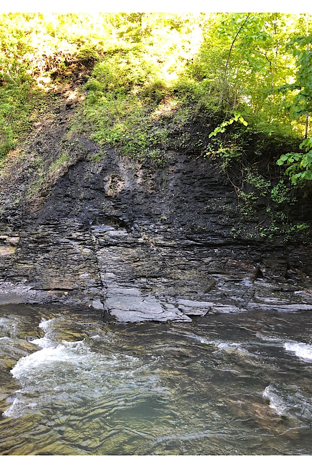 Rediscovering New York: Triarthrus - Fossil Hunting Trips - The Fossil ...
