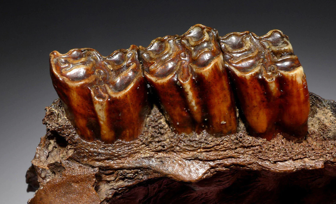 Mammal tooth - Fossil ID - The Fossil Forum