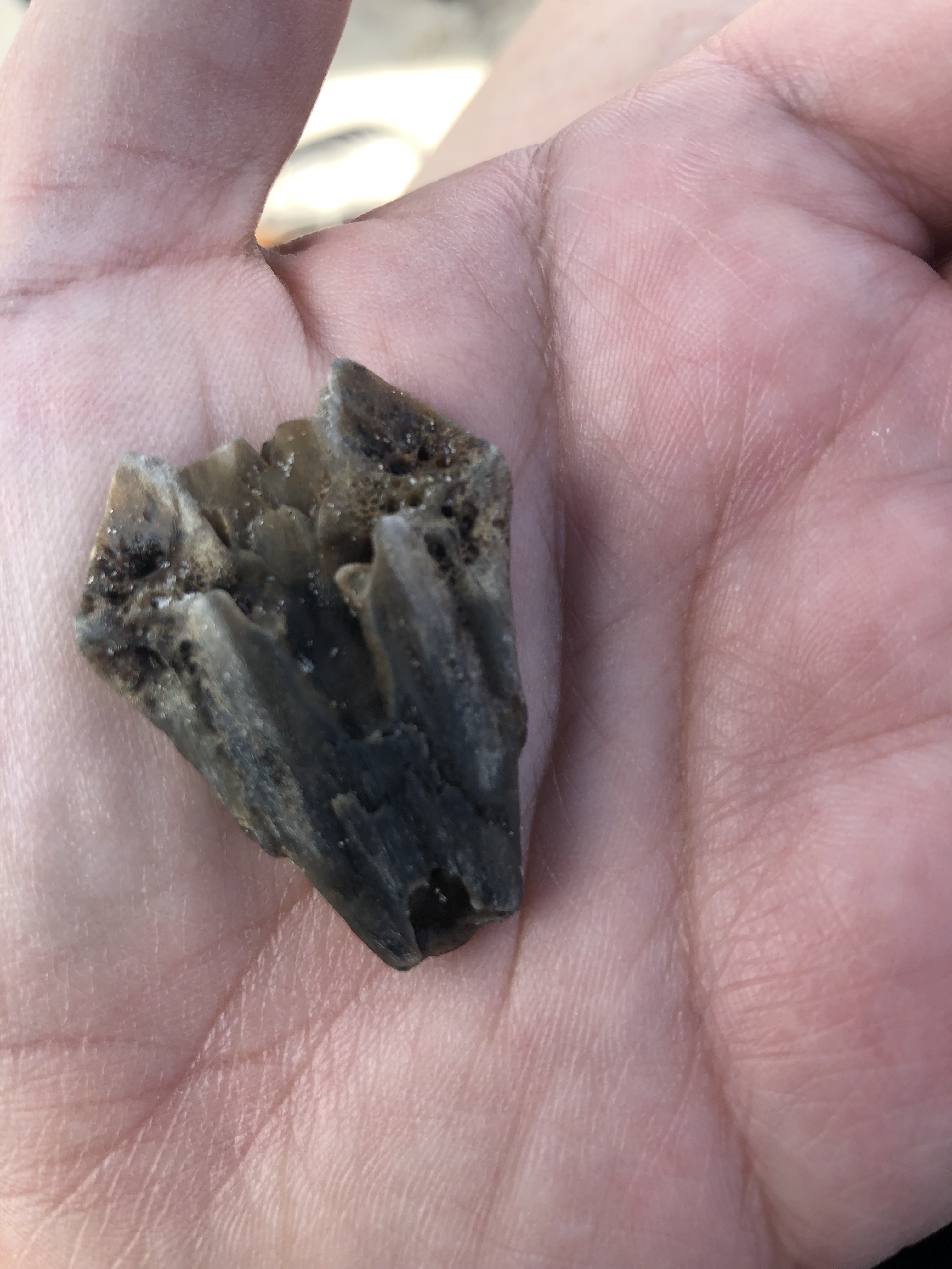 Strange looking tooth? - Fossil ID - The Fossil Forum