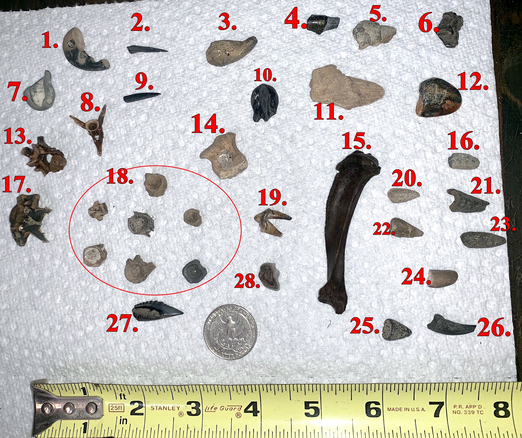 Going through collection, any ideas are appreciated! - Fossil ID - The ...