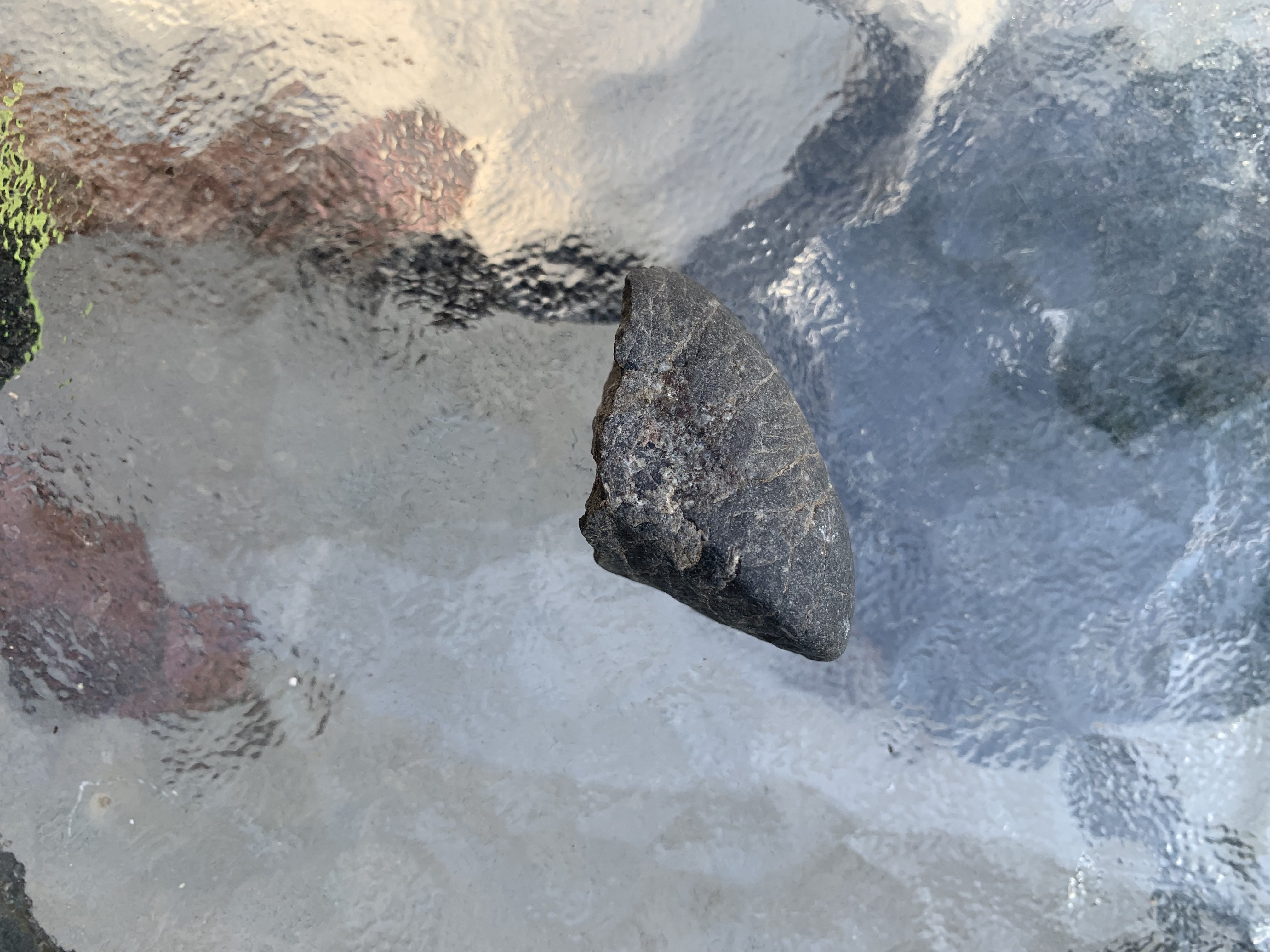 Fossil - Rocks & Minerals - The Fossil Forum