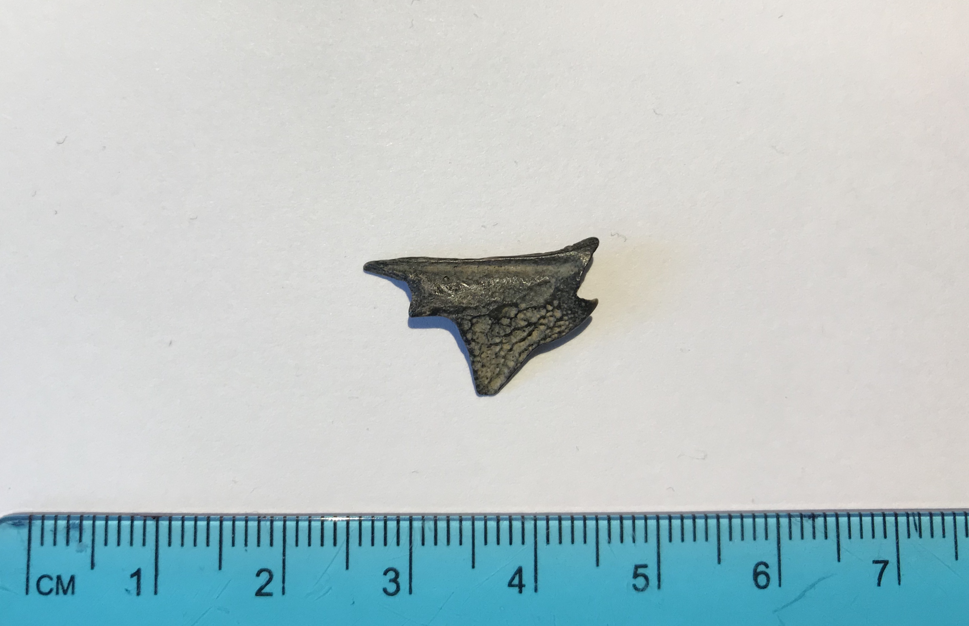Unidentified Fossilized Bone from Bolivar Peninsula, TX - Fossil ID ...