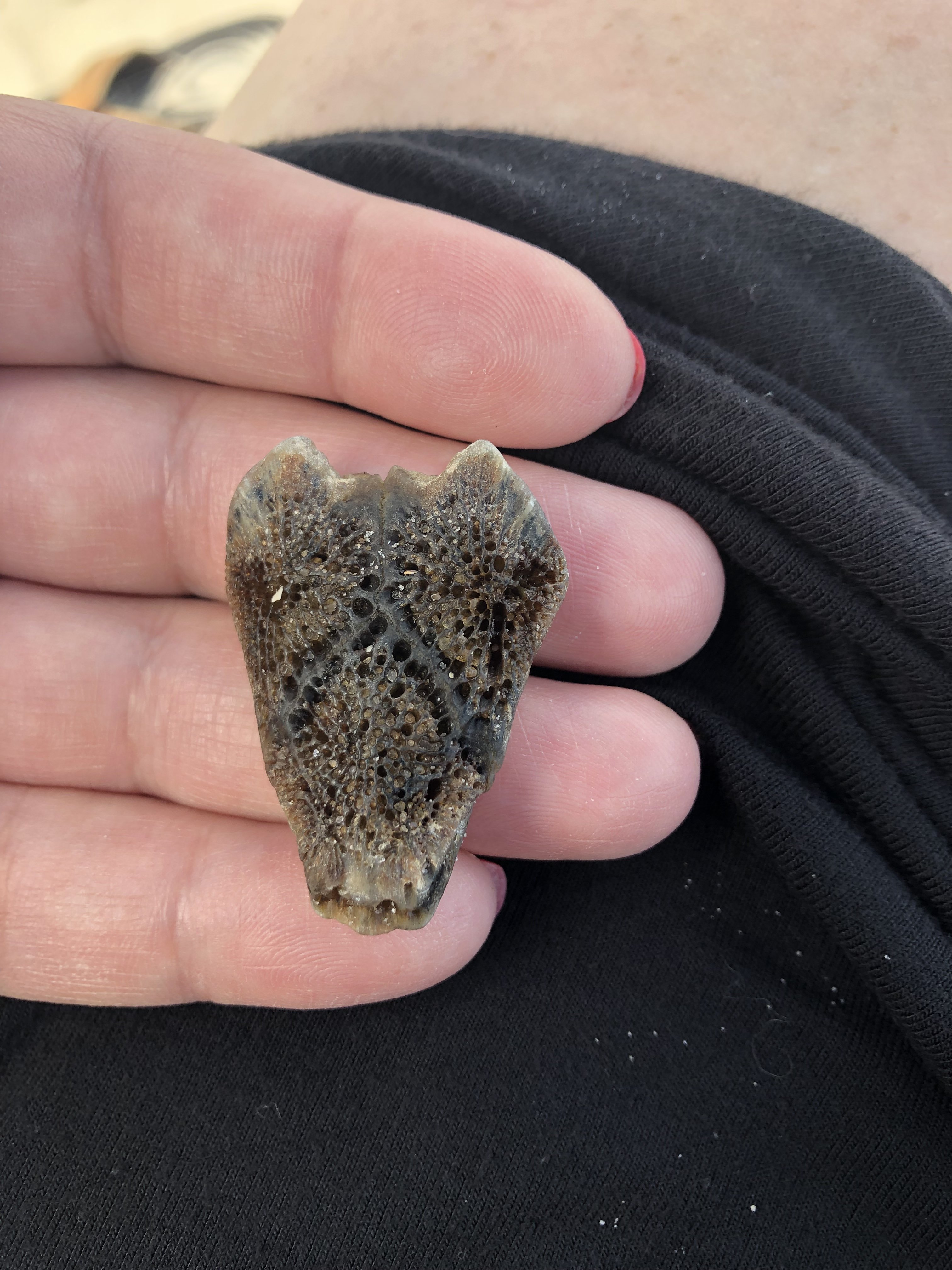 Strange looking tooth? - Fossil ID - The Fossil Forum