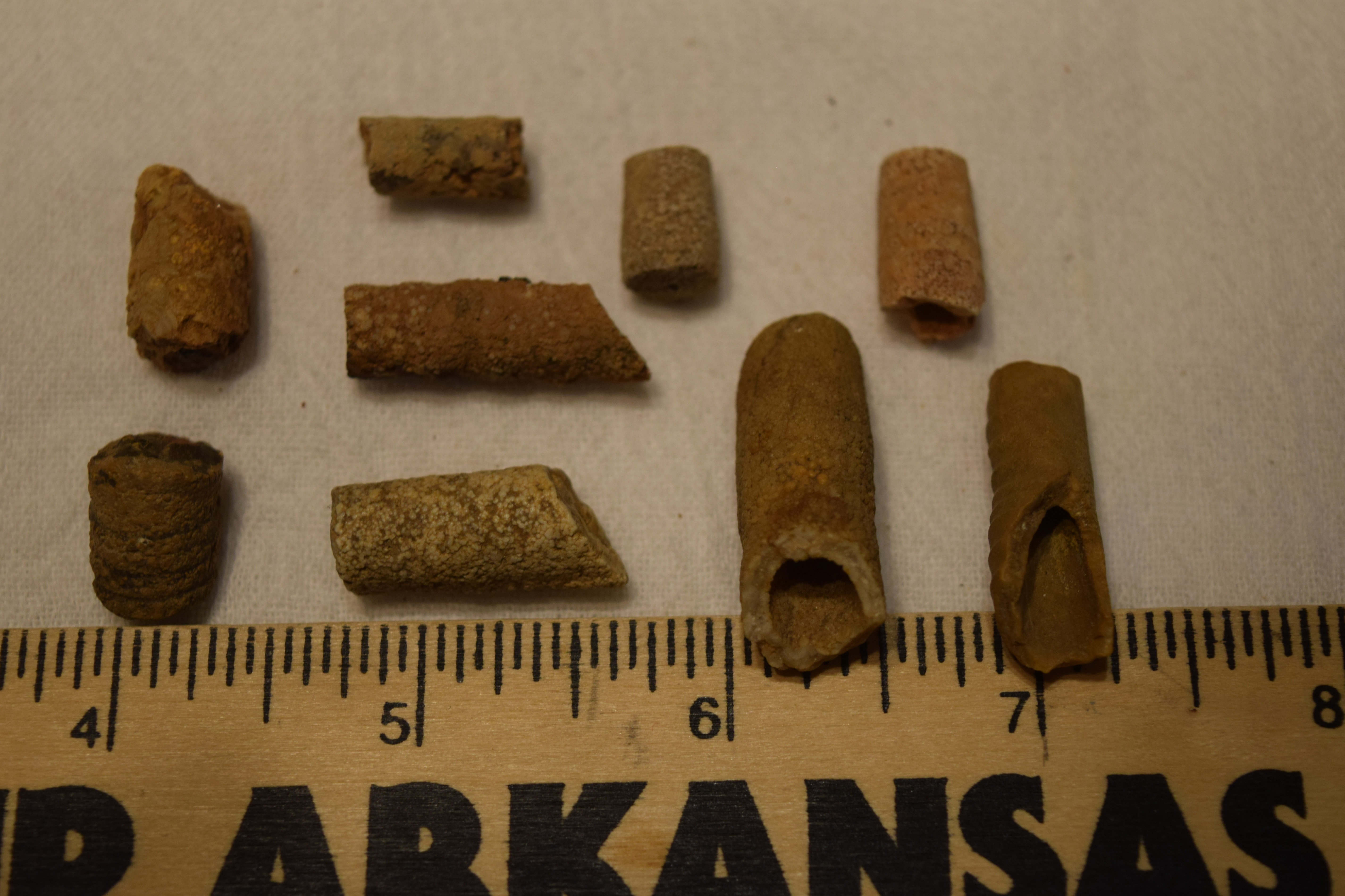 Arkansas fossil ID - Fossil ID - The Fossil Forum