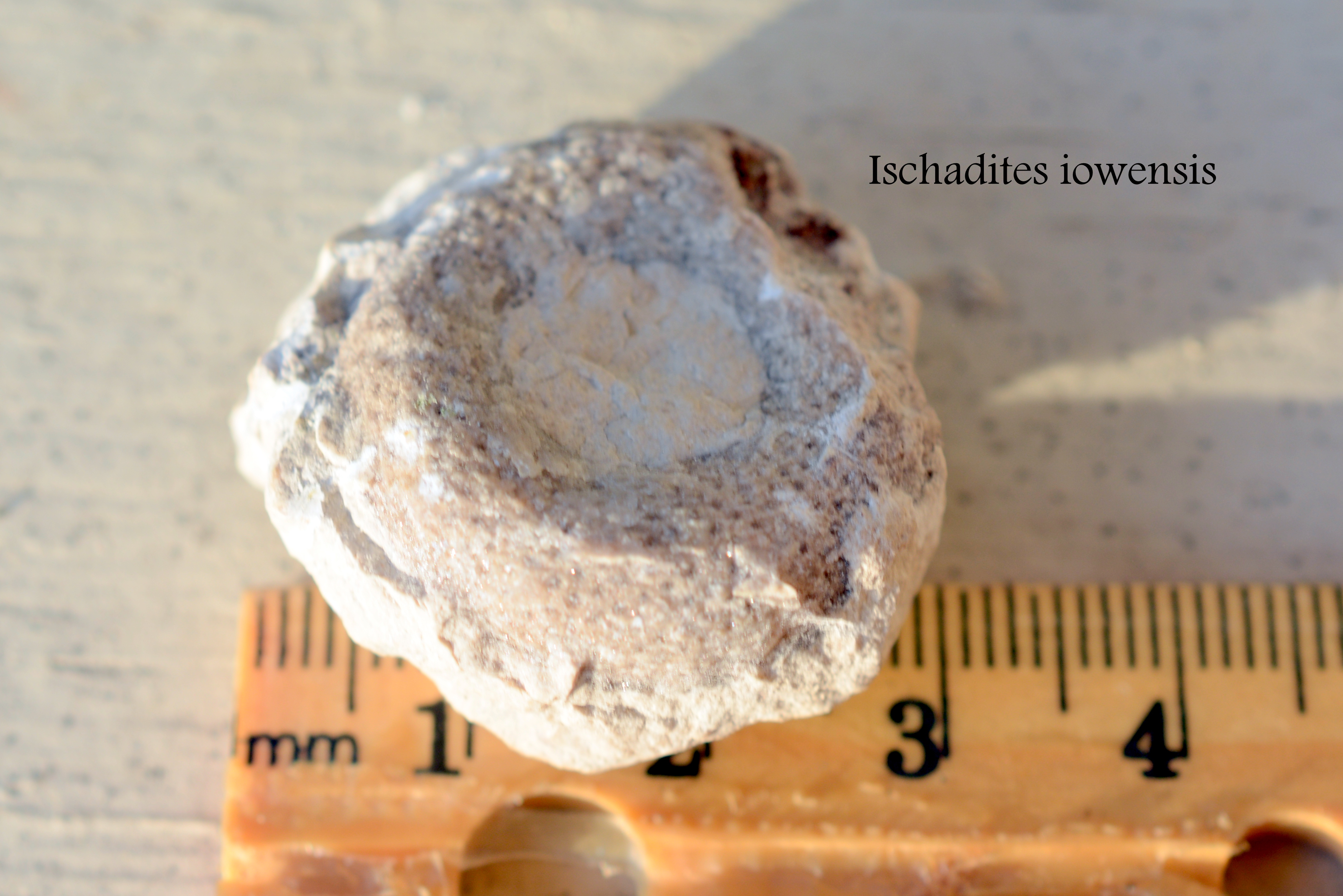 Fisherite babies?? - Fossil ID - The Fossil Forum