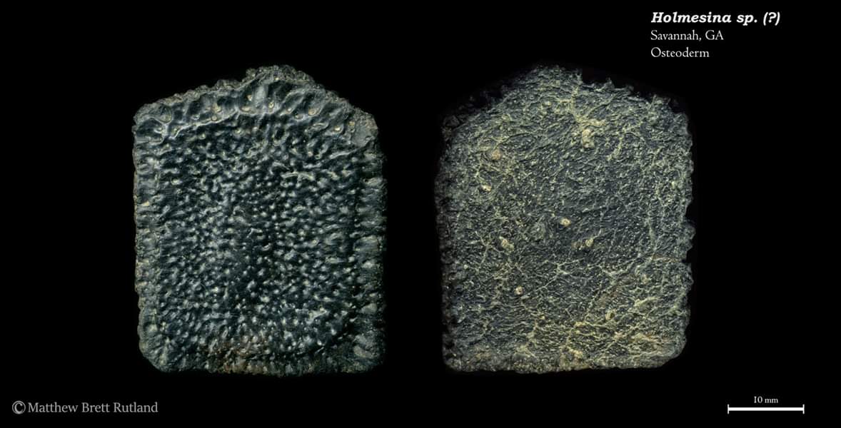 North American fossils id - Fossil ID - The Fossil Forum