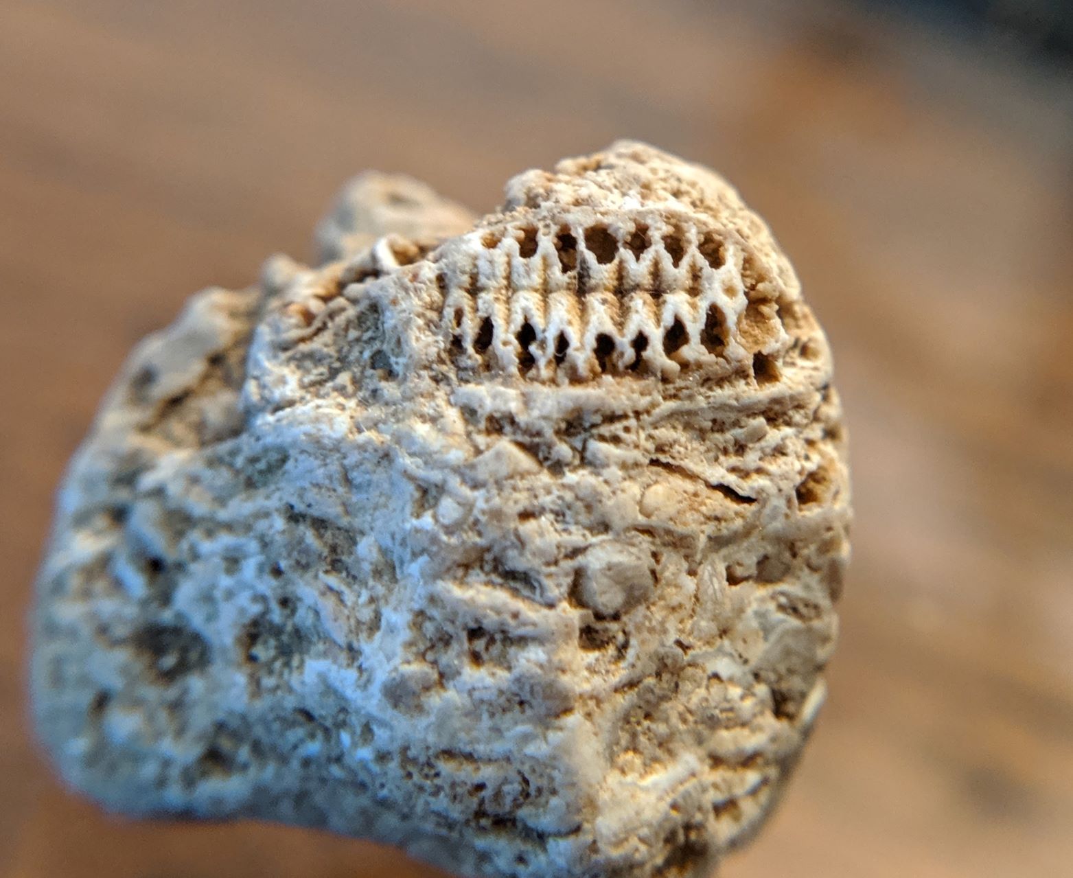 Is this a crinoid stem? - Fossil ID - The Fossil Forum