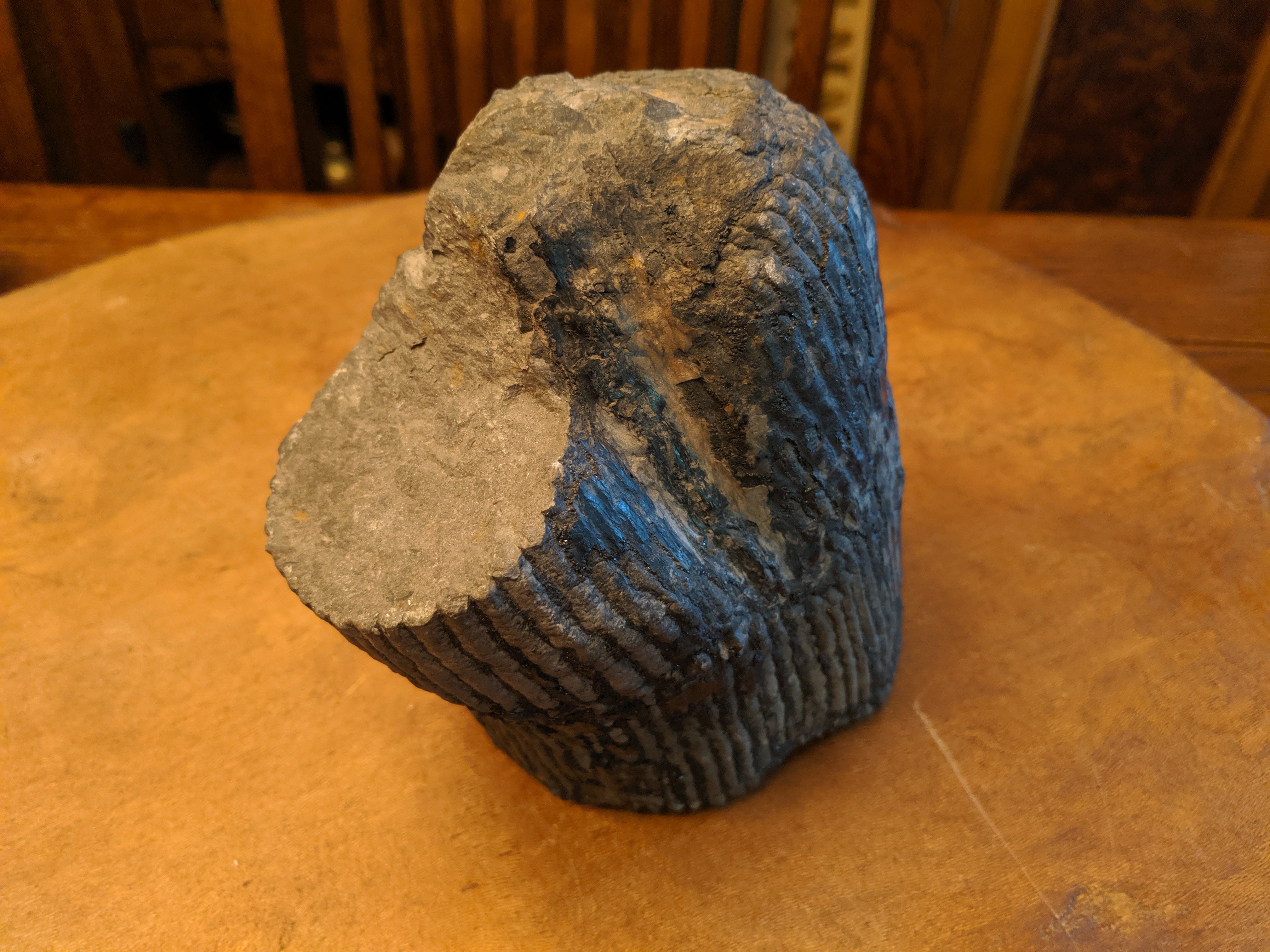 Help Identify. Petrified Wood? Petrified Cactus? Something else ...
