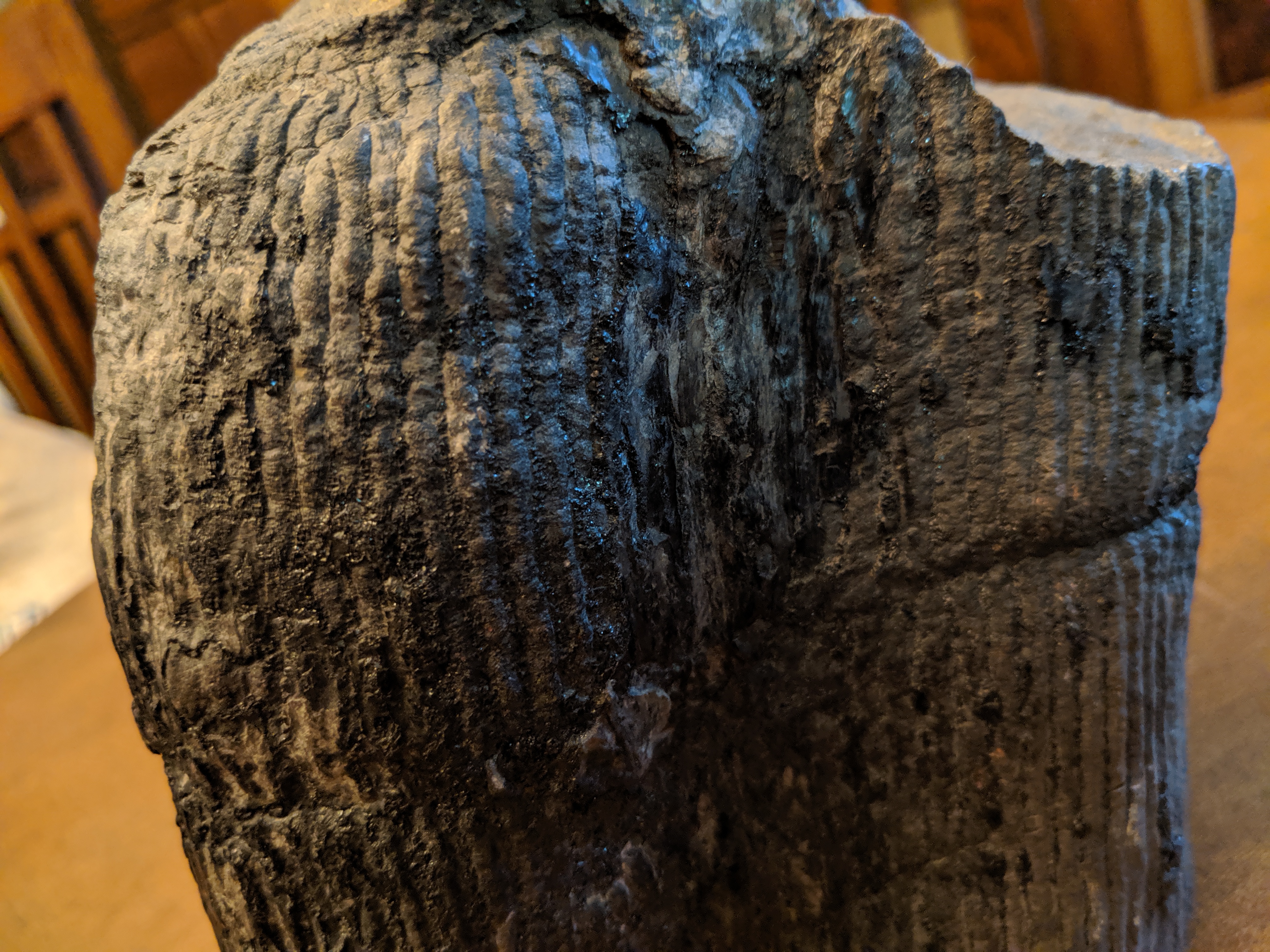 Help Identify. Petrified Wood? Petrified Cactus? Something else ...