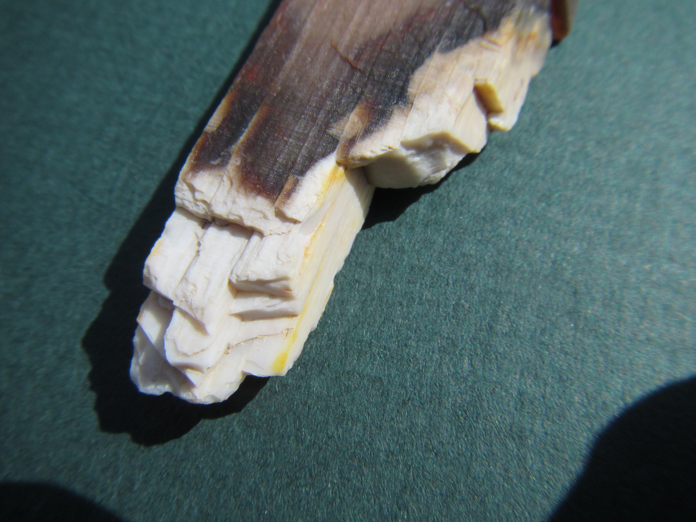 Petrified burnt stick - Fossil ID - The Fossil Forum
