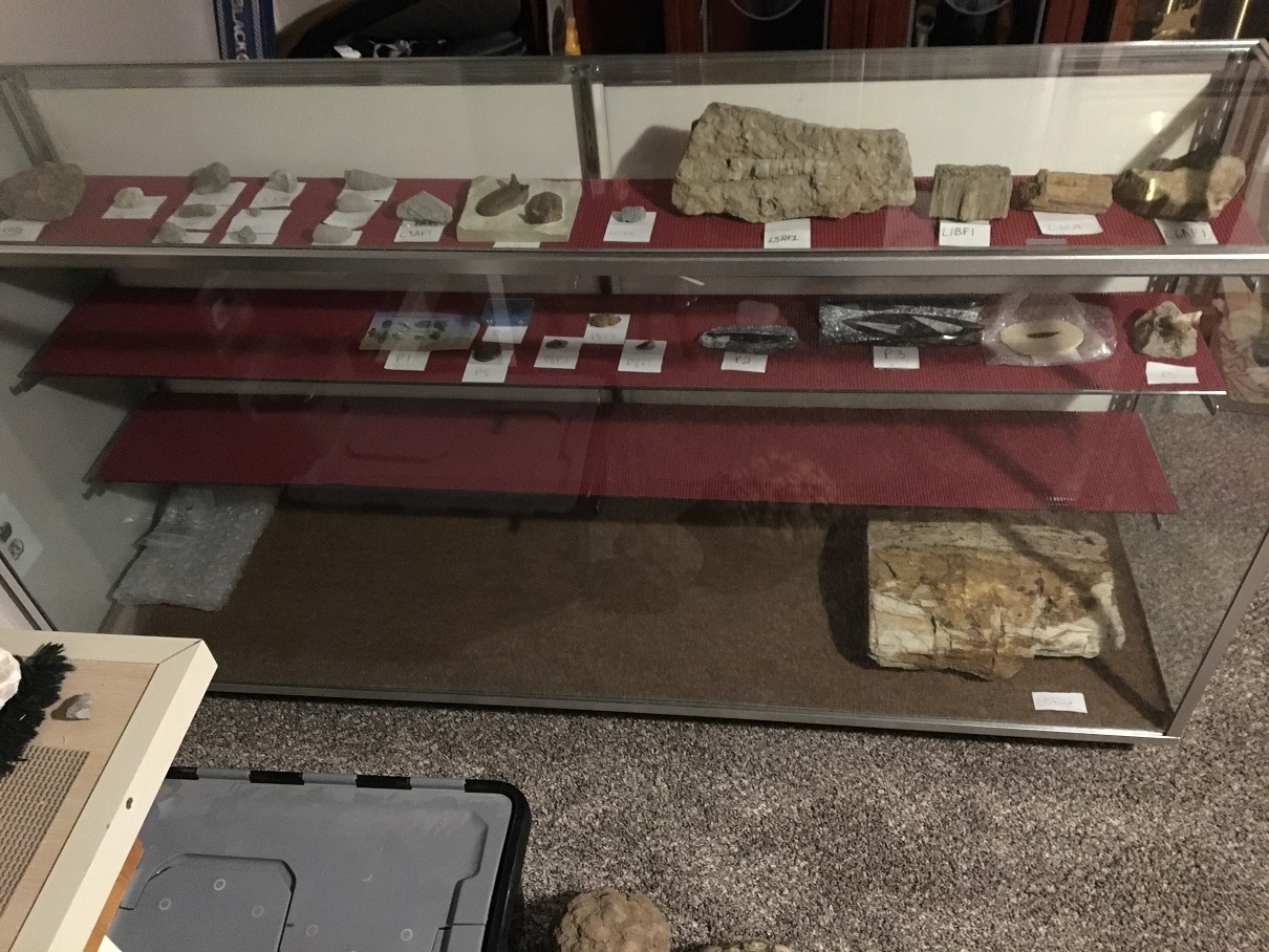 How do you display your fossils? - General Fossil Discussion - The ...