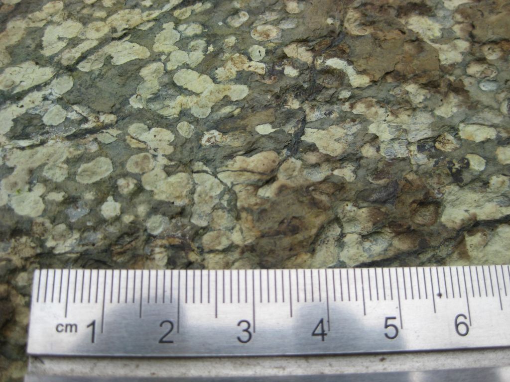 Red algae ? - Fossil ID - The Fossil Forum