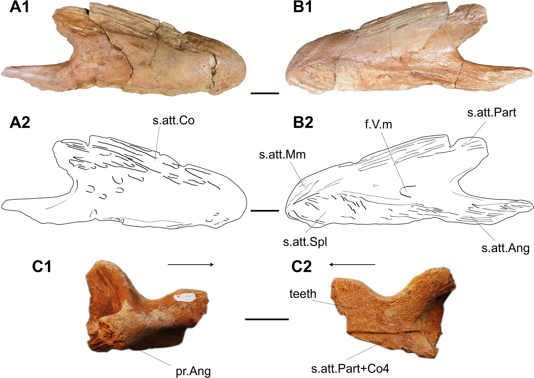 Mawsonia skull parts - Fossil ID - The Fossil Forum