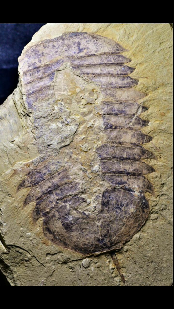 Show Us Your Chinese Trilobites - Page 3 - Member Collections - The ...