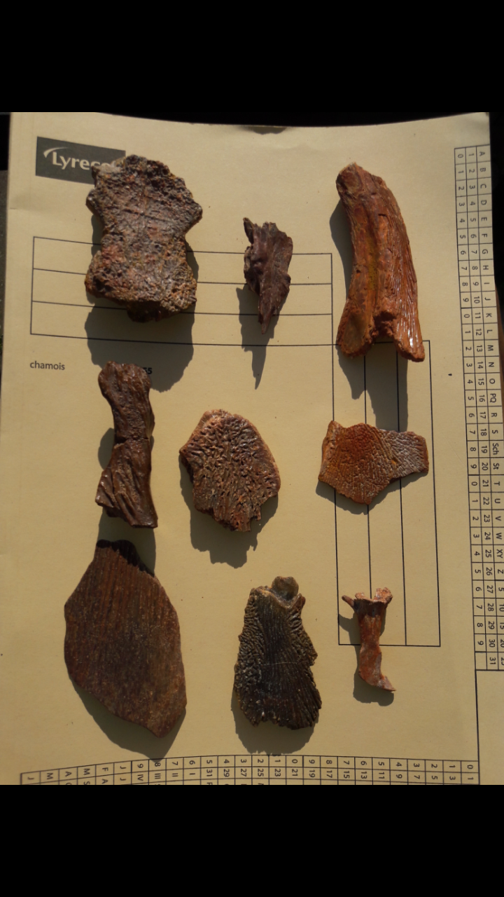 Mawsonia skull parts - Fossil ID - The Fossil Forum